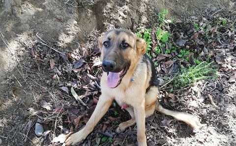 [VIDEO] Realizarán actividad solidaria para operación de mascota en La Cruz