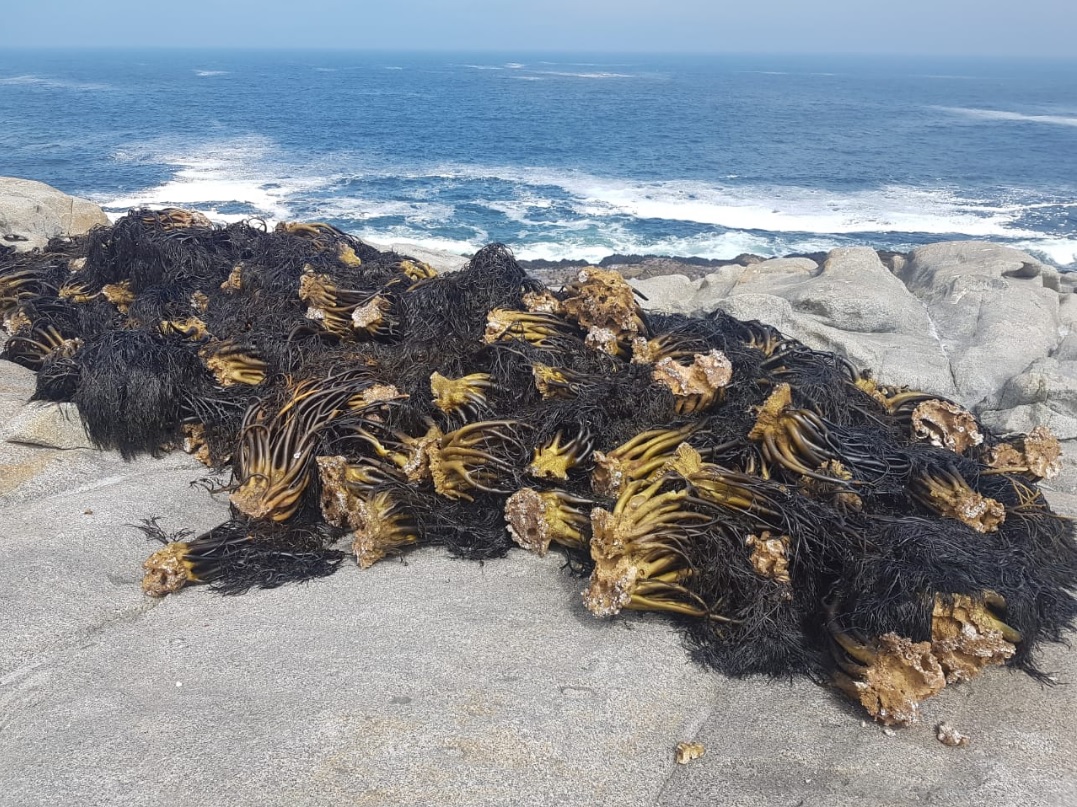 1500 kilos de huiro fueron decomisados en playa Ritoque de Quintero