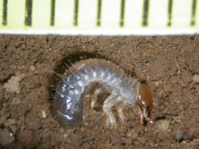 Pololo o San Juan verde chico: El insecto plaga de plantas y árboles ...
