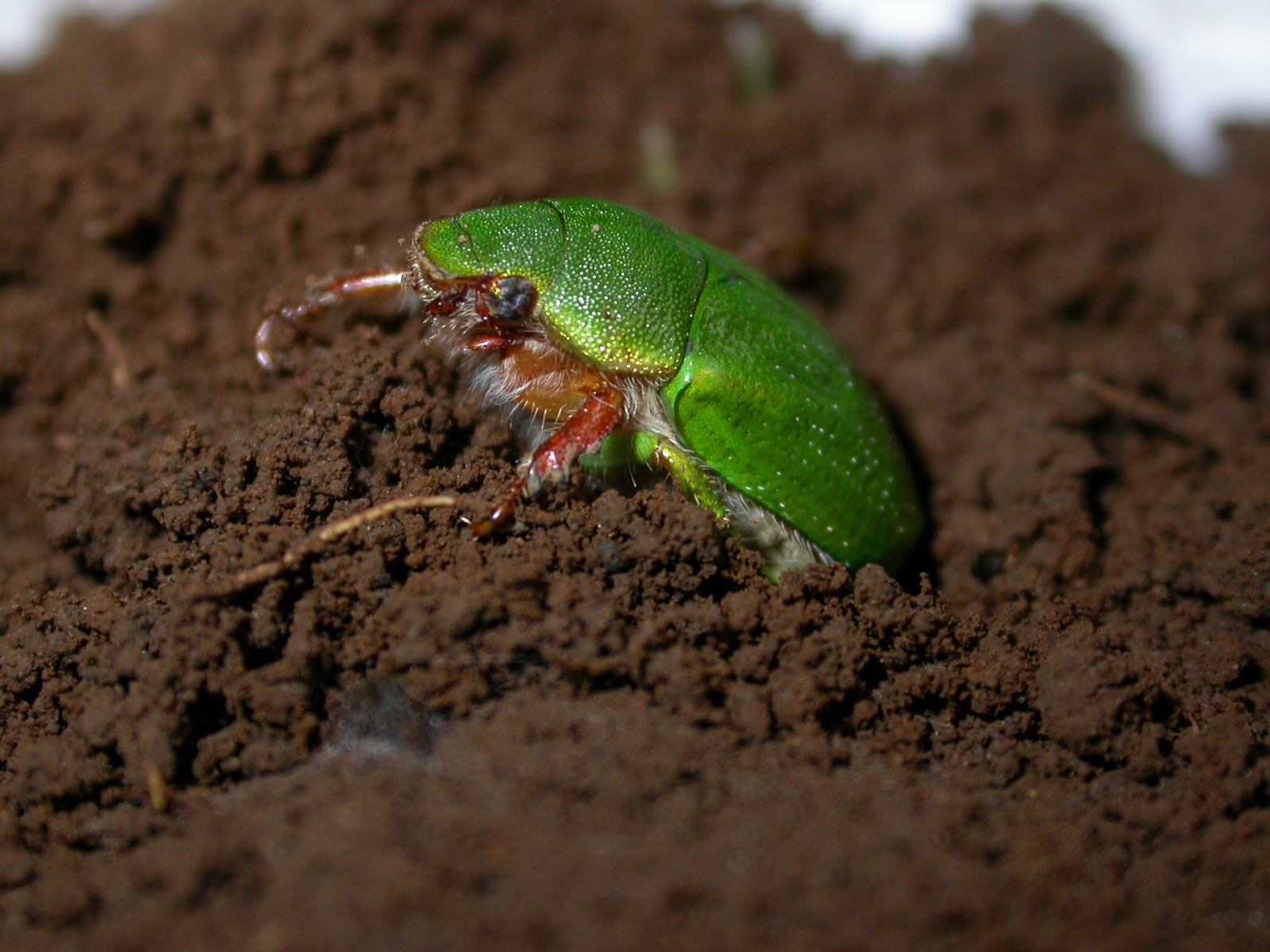 Pololo o San Juan verde chico: El insecto plaga de plantas y árboles ...