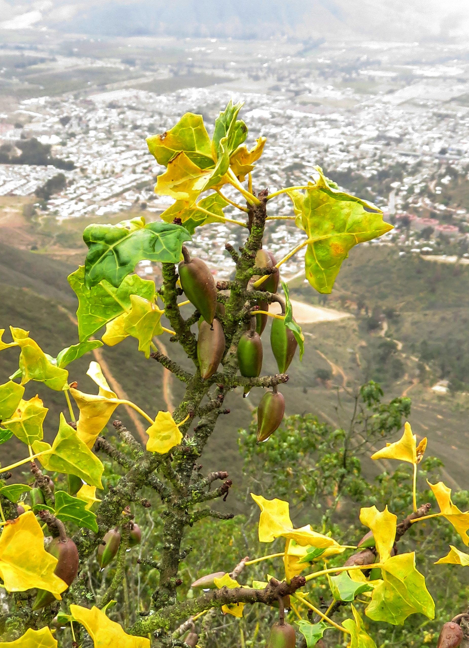 Papayo silvestre 2 | El Observador