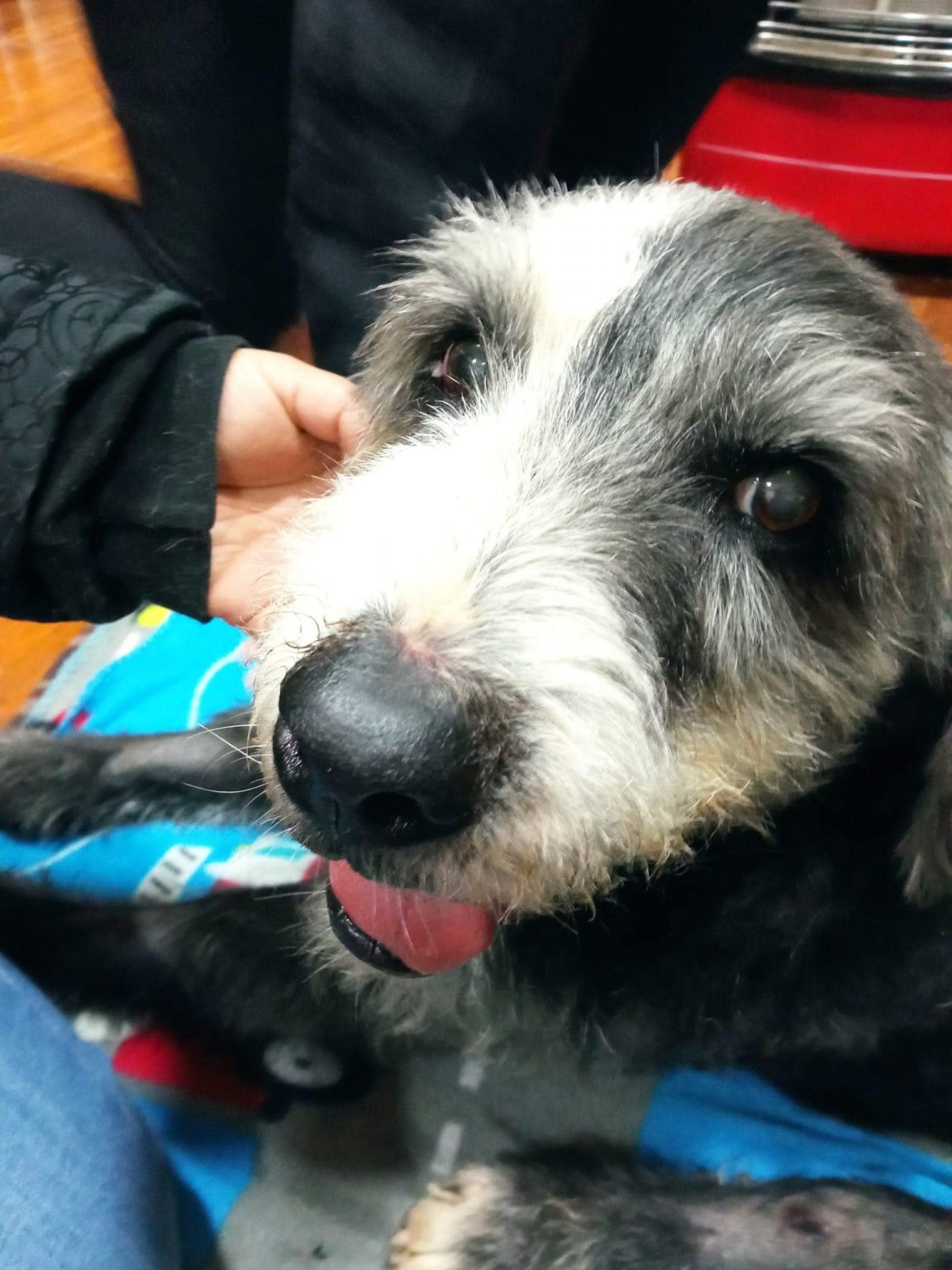 Conoce la historia de Terry el perro-bombero de La Calera que falleció ...