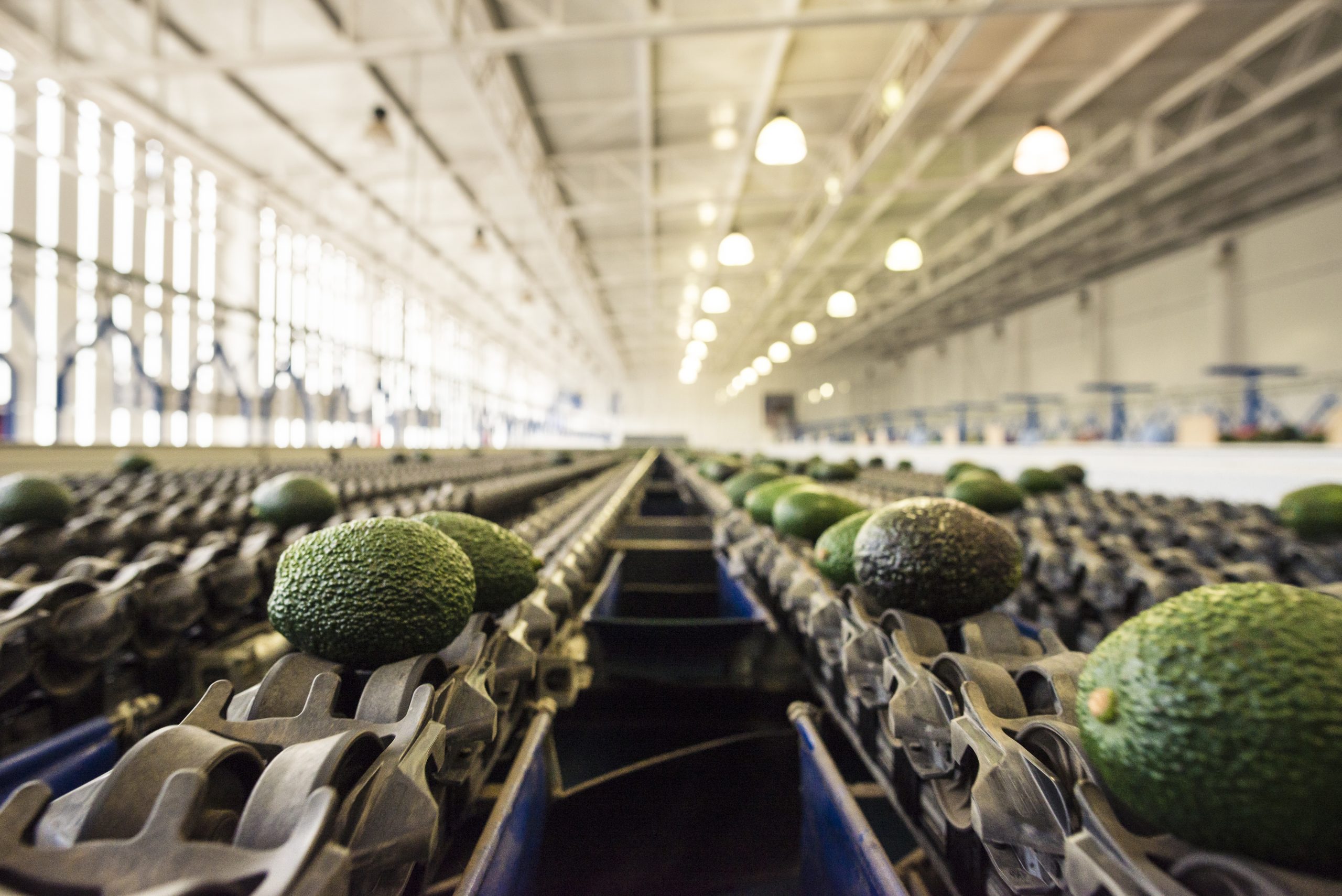 ¿Cómo impactan las heladas en temporada de la palta 2022-2023