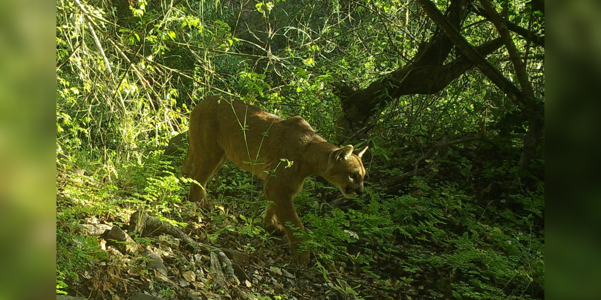 Cámaras trampa captaron imágenes de puma en Puchuncaví
