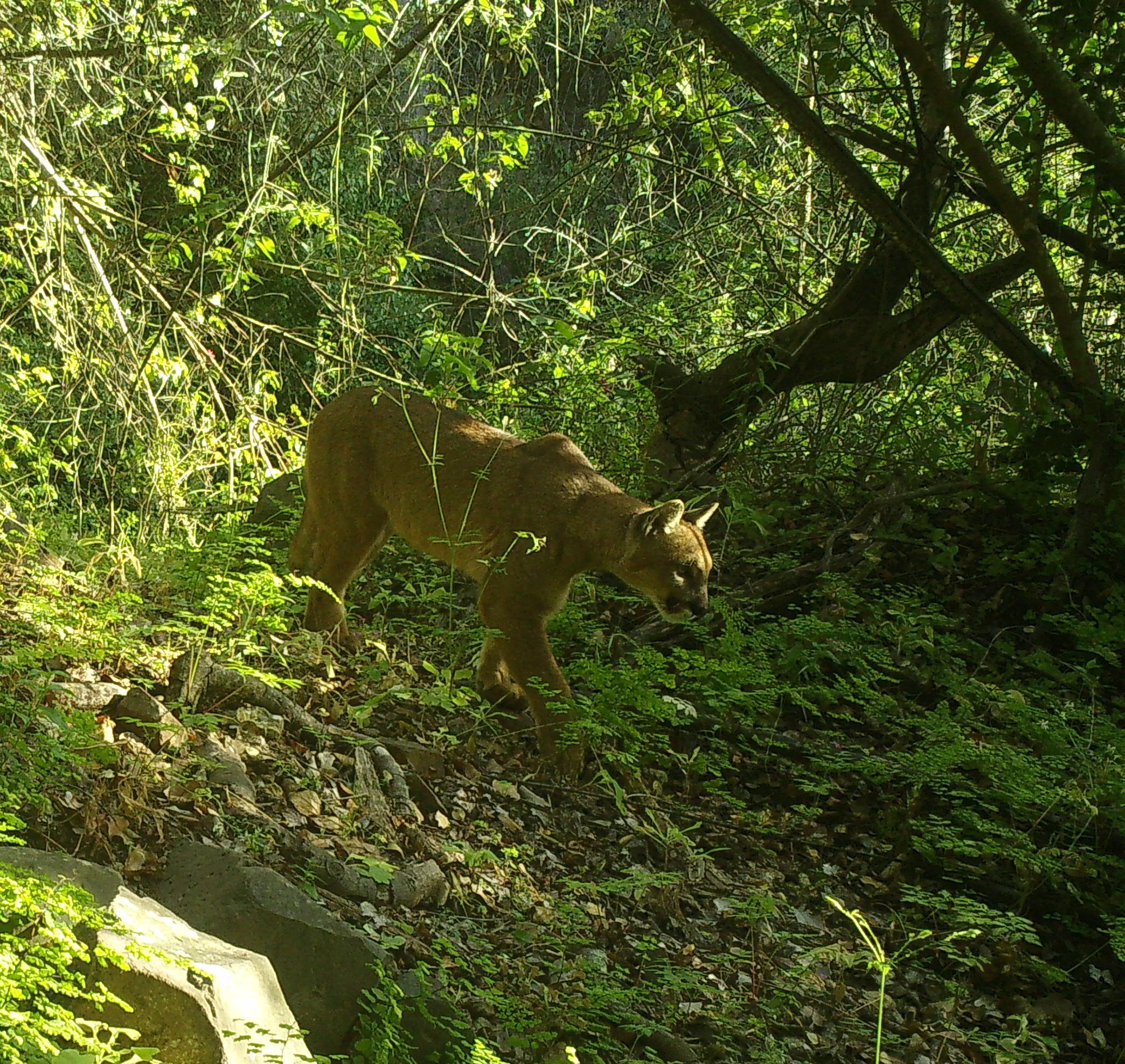 Cámaras captaron un puma en Puchuncaví | El Observador Cámaras captaron un puma en Puchuncaví | El Observador