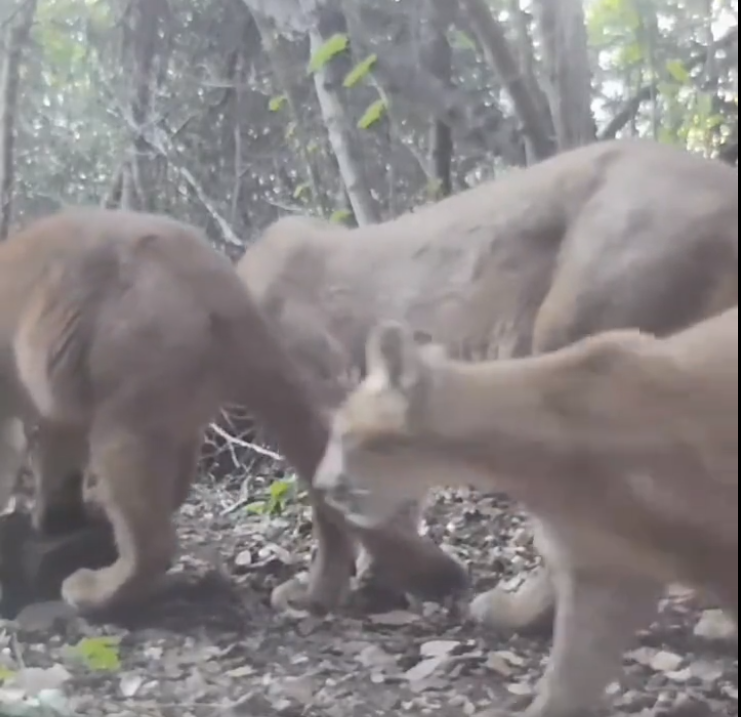 Captan a una hembra de puma con sus crías en Los Molles