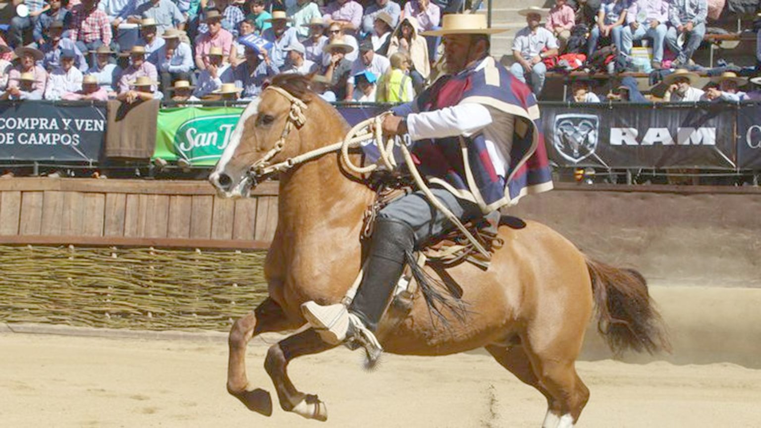 Hoy en día el rodeo ha vuelto a ser uno de los deportes más importantes ...