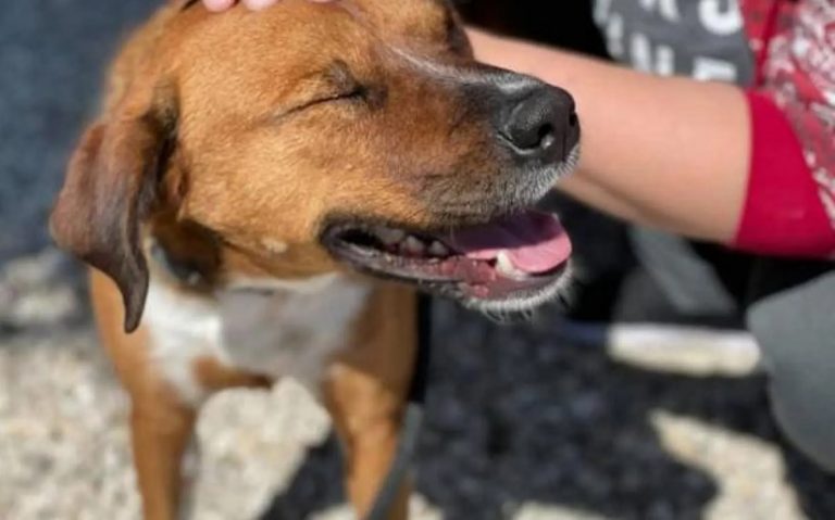 10 imperdibles canciones para escuchar en el “Día del Perro”