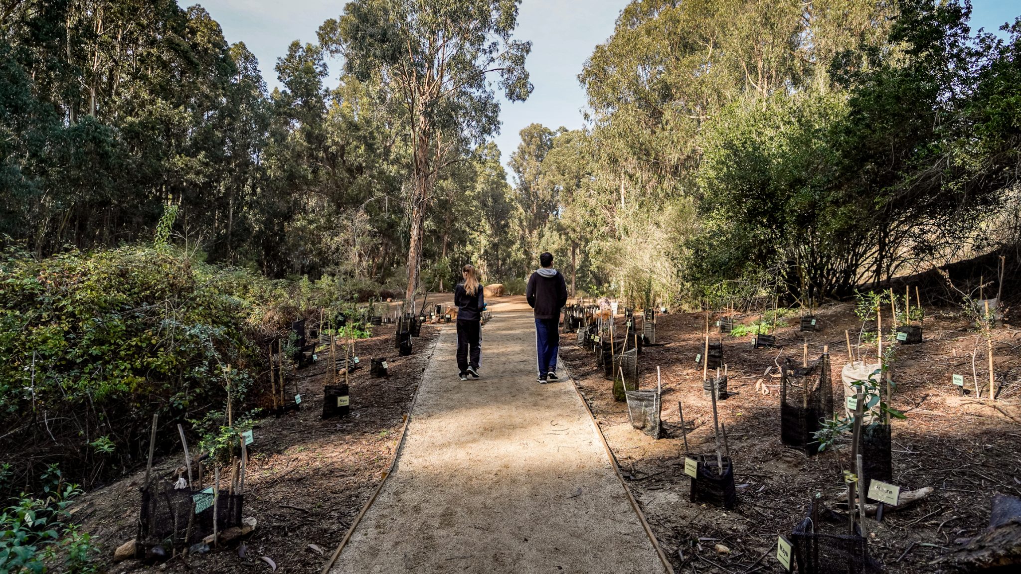 Barrio Foresta de Reñaca: equilibrio entre ciudad y vida al aire libre