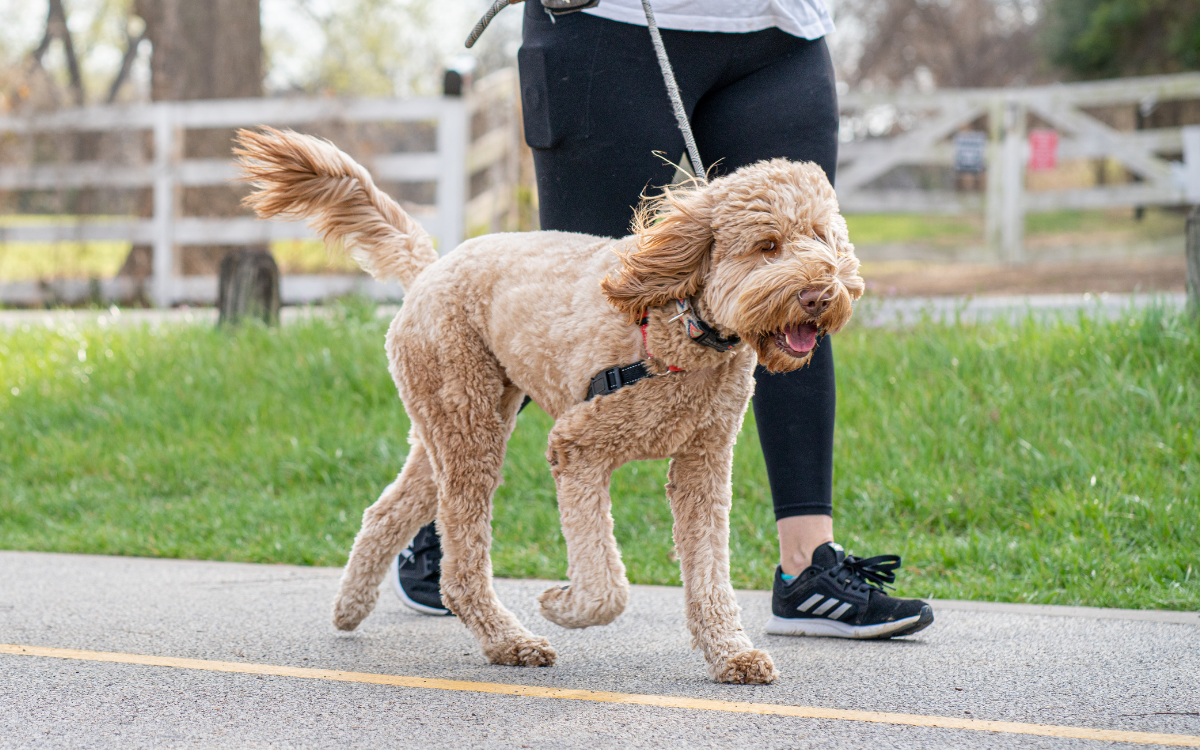 La Cruz invita corrida familiar canina y tarde de fitness