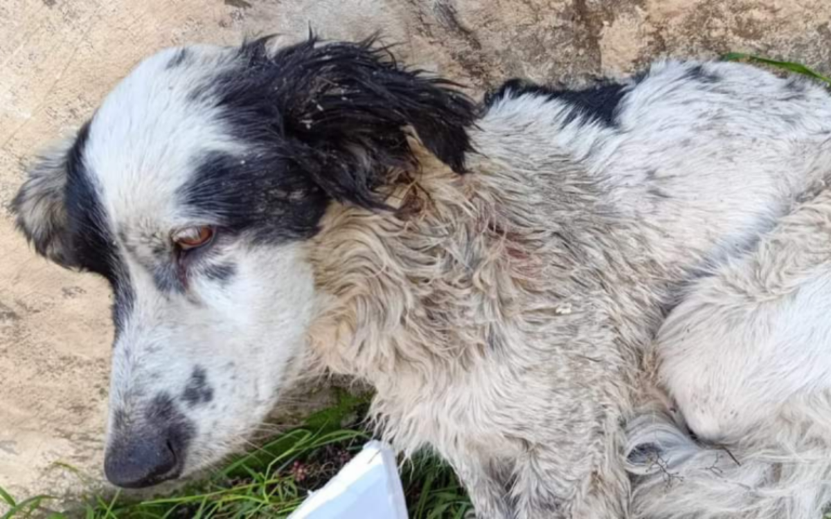 ONG de La Calera ha denunciado 40 casos de maltrato animal
