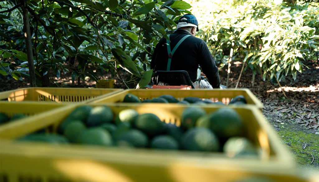 La palta en el mundo: desafíos y oportunidades que enfrenta la industria