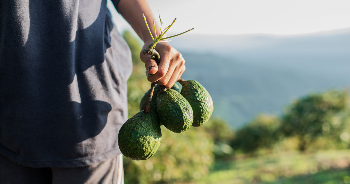 Global Avocado Summit 2024: Innovación y estrategias para el futuro de la palta