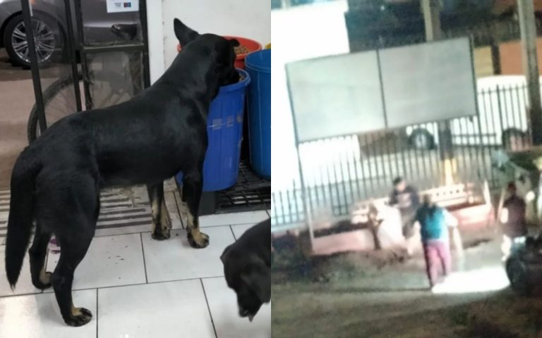 Balacera En Quillota Deja Un Hombre Herido Y Perrito Comunitario Muerto