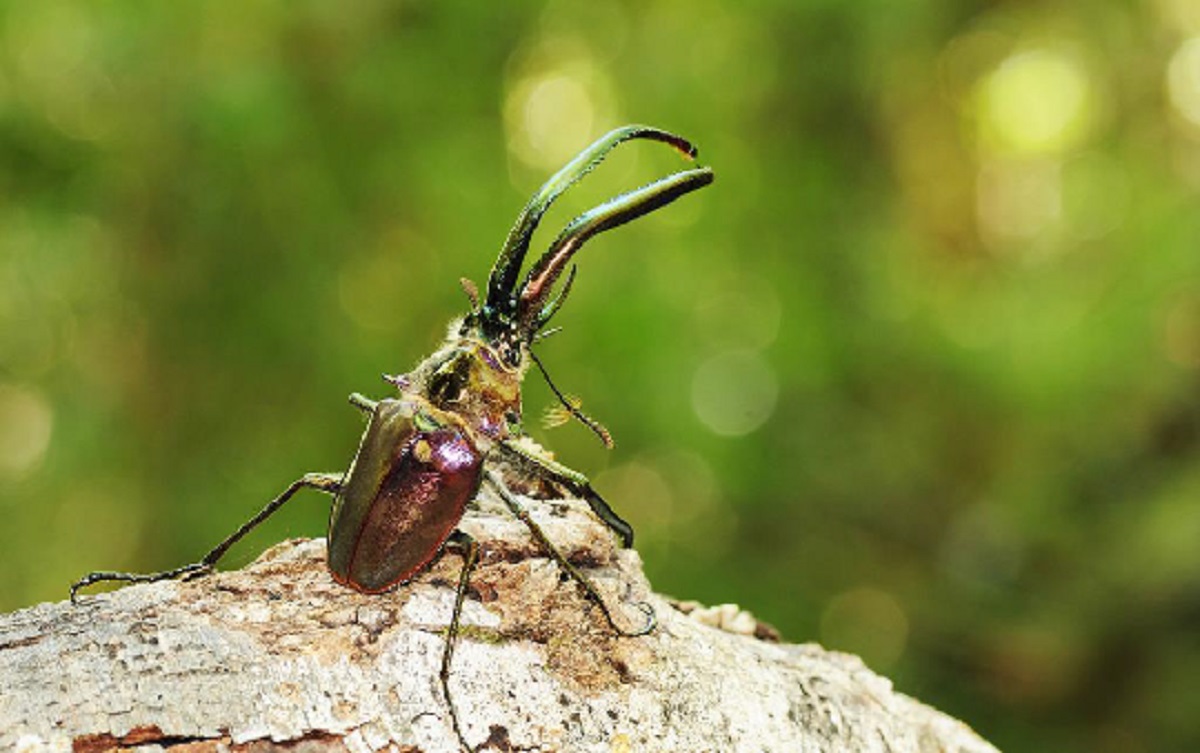 insectos muestra | El Observador