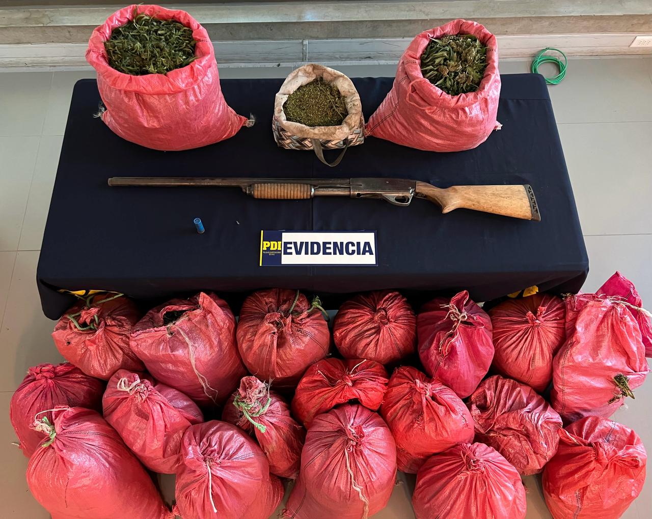 Pdi Desarticula Estructura Criminal Que Cultivaba Droga En Nogales