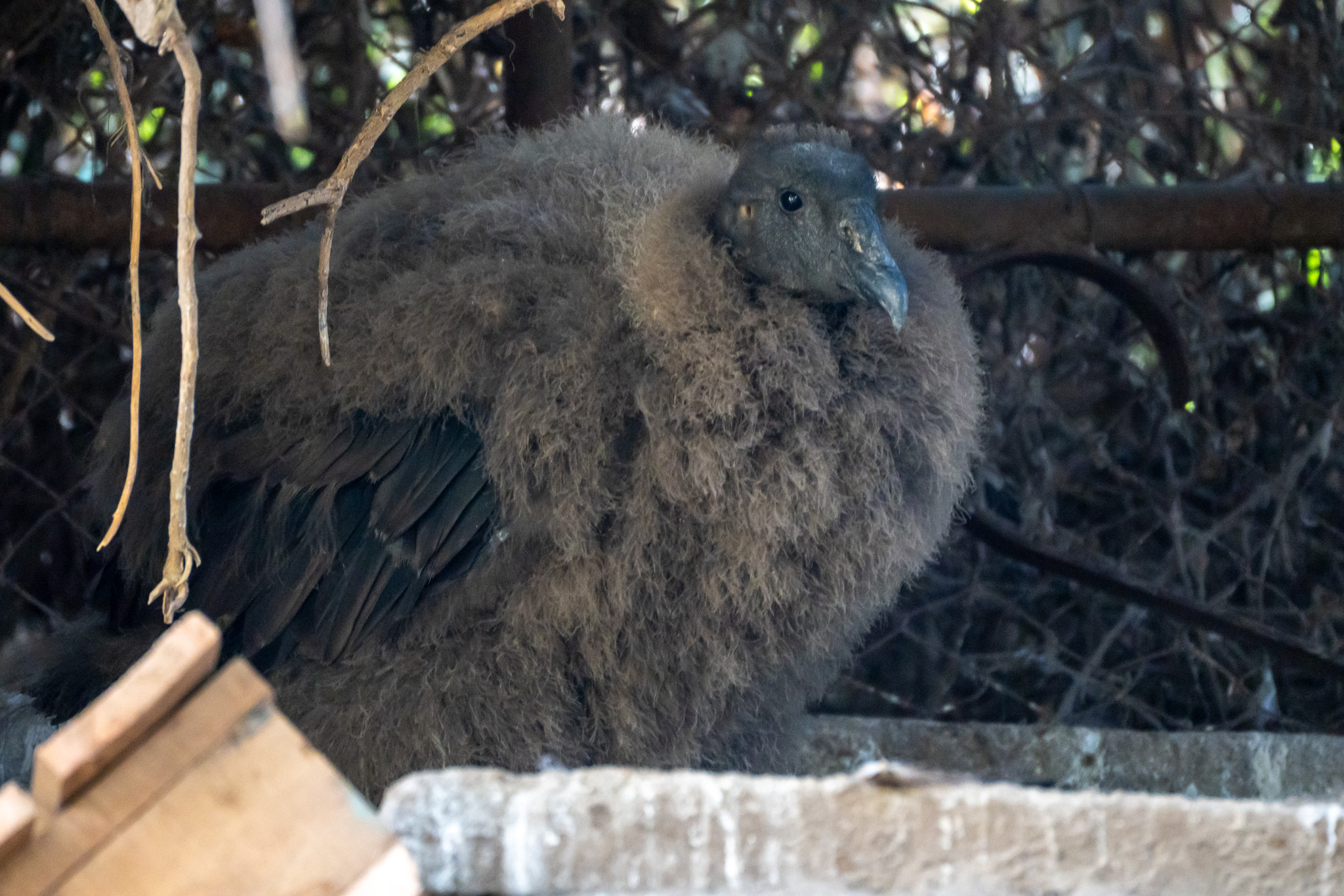 Llegada de bebé cóndor marca un hito en el ex Zoológico de Quilpué
