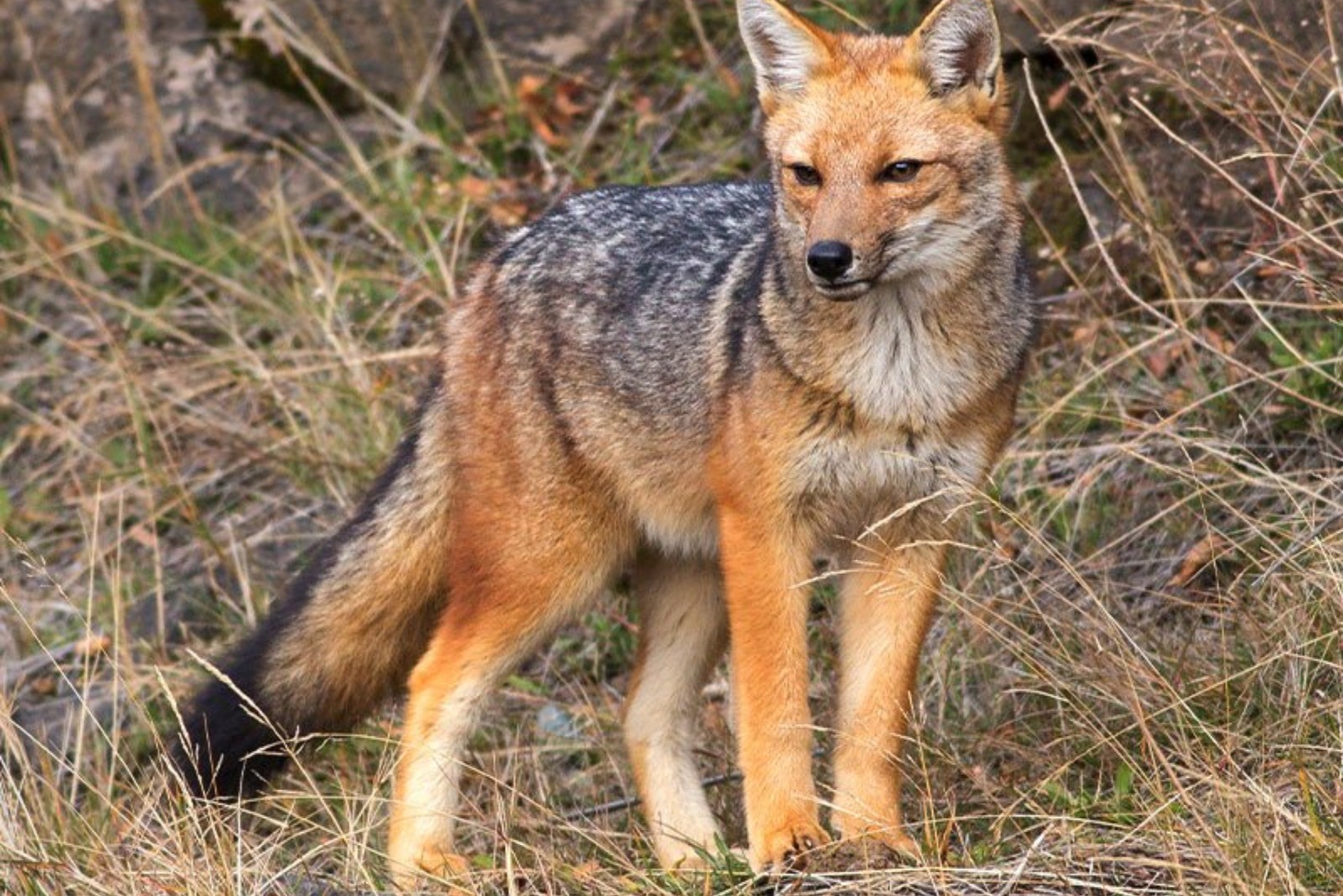 En Petorca inician campaña para evitar atropellos de zorros culpeo