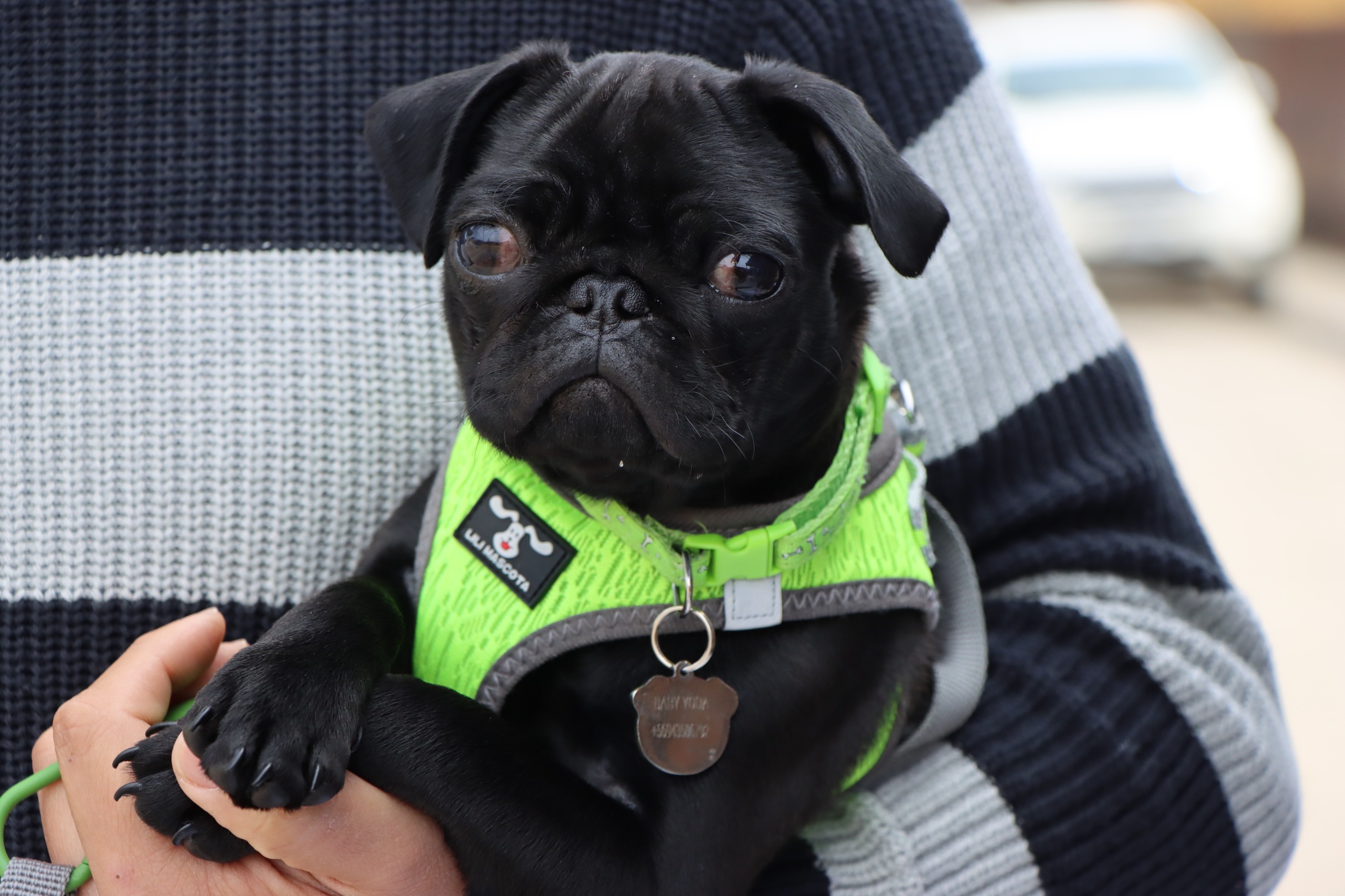 Cerro Mayaca celebra el Día del Perro con convocatoria para destacar a ...