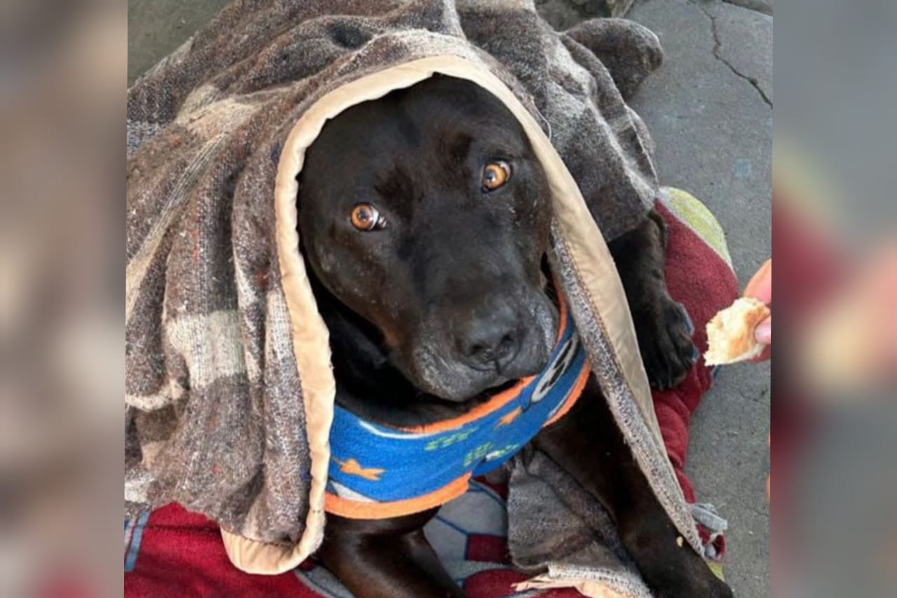 Investigan a policía que mató a balazos a perro comunitario en Quilpué