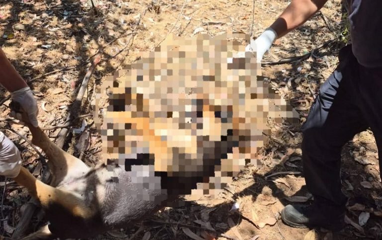 Indignación en Olmué por ahorcamiento de perros en Quebrada Alvarado