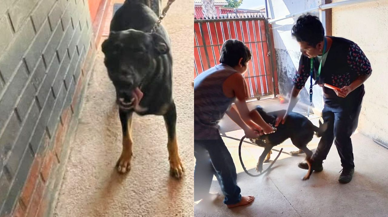 Aclaran caso de maltrato animal contra perrito en Quillota
